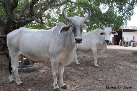 Los bueyes madrineros (2).JPG :: Hato Masaguaral